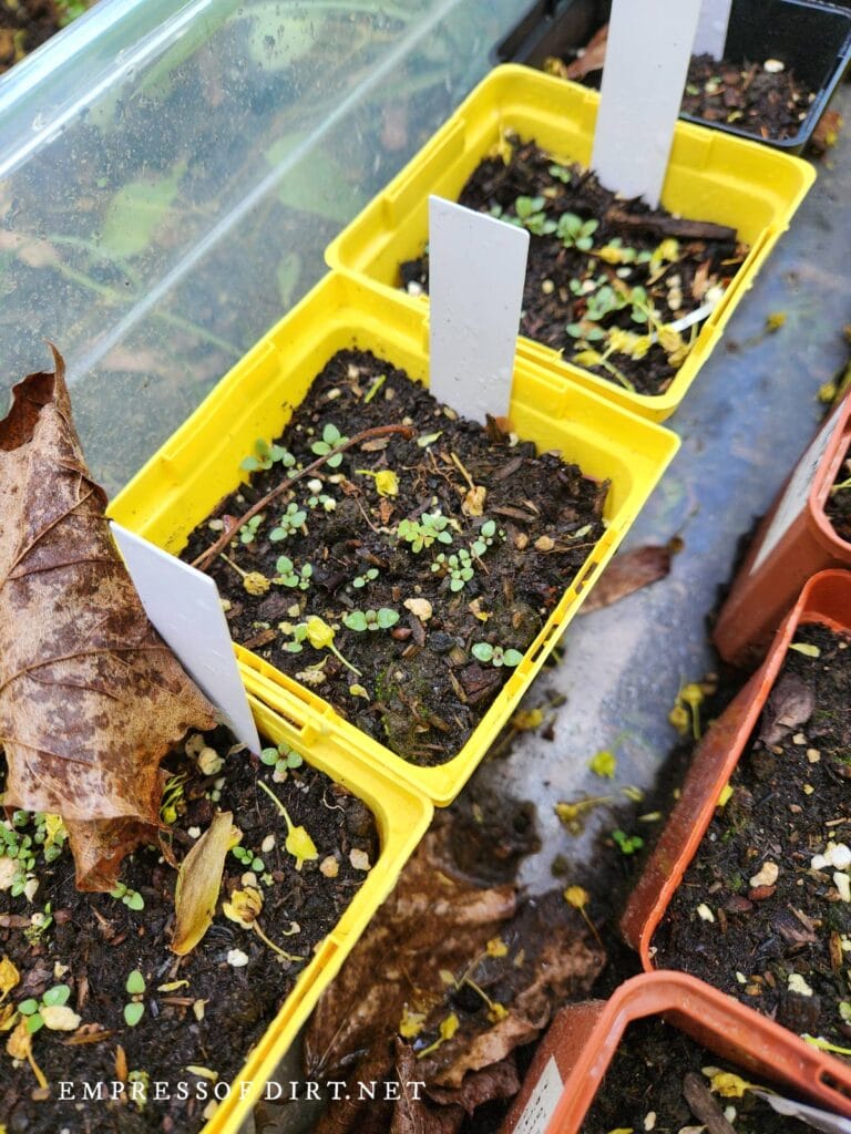 How to Sow Hardy Seeds Outdoors in Pots (Easy Winter Method)