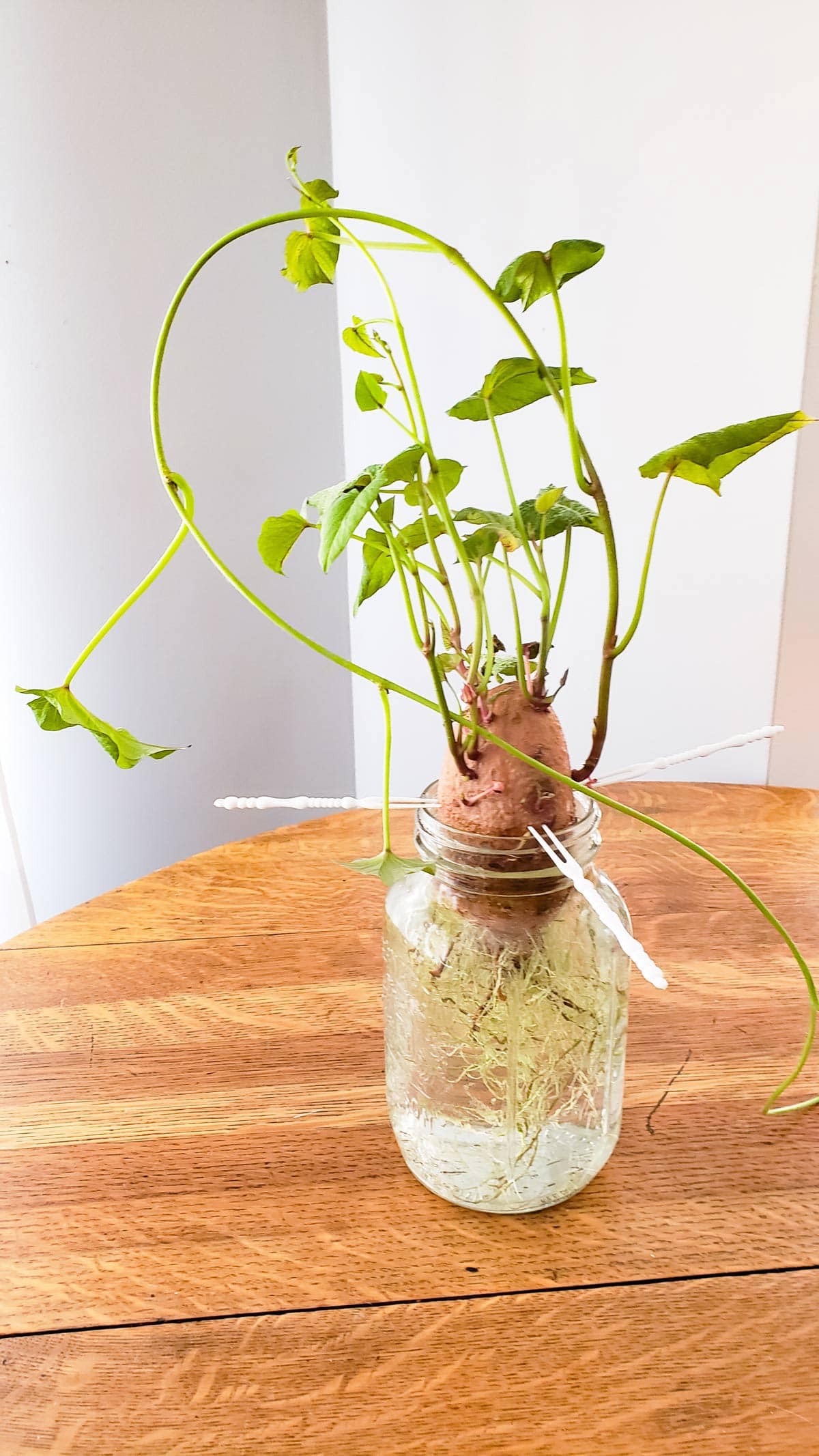 How to Propagate Sweet Potatoes to Grow New Slips