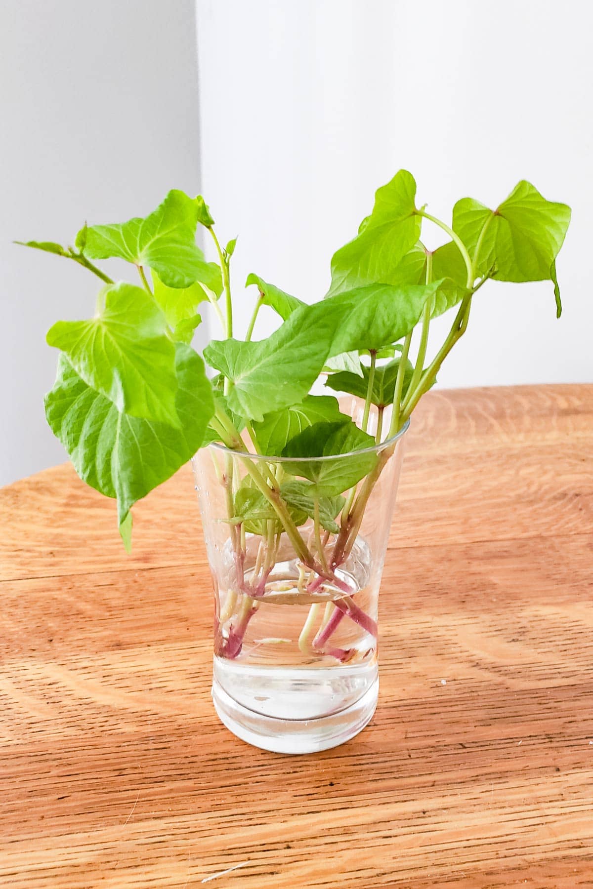 How to Propagate Sweet Potatoes to Grow New Slips