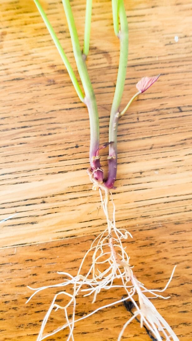 How to Propagate Sweet Potatoes to Grow New Slips