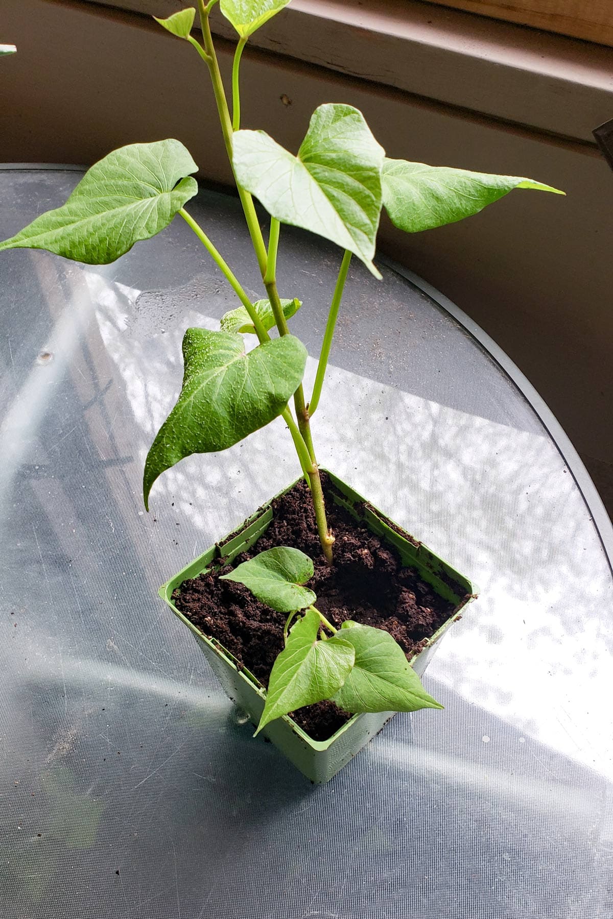 How to Propagate Sweet Potatoes to Grow New Slips