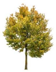 How to Grow an Oak Tree From an Acorn (Step By Step)