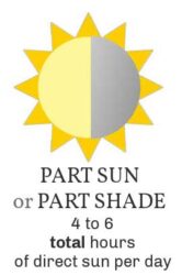 25 Vegetables You Can Grow in Shade