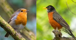 Make a Robin Nesting Shelf (Free Plans)