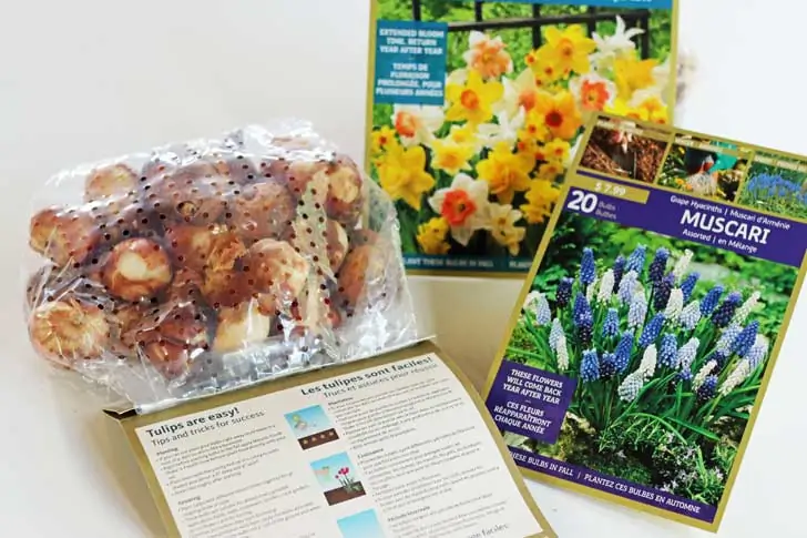 How to Plant Flower Bulbs (& When It's Too Late)