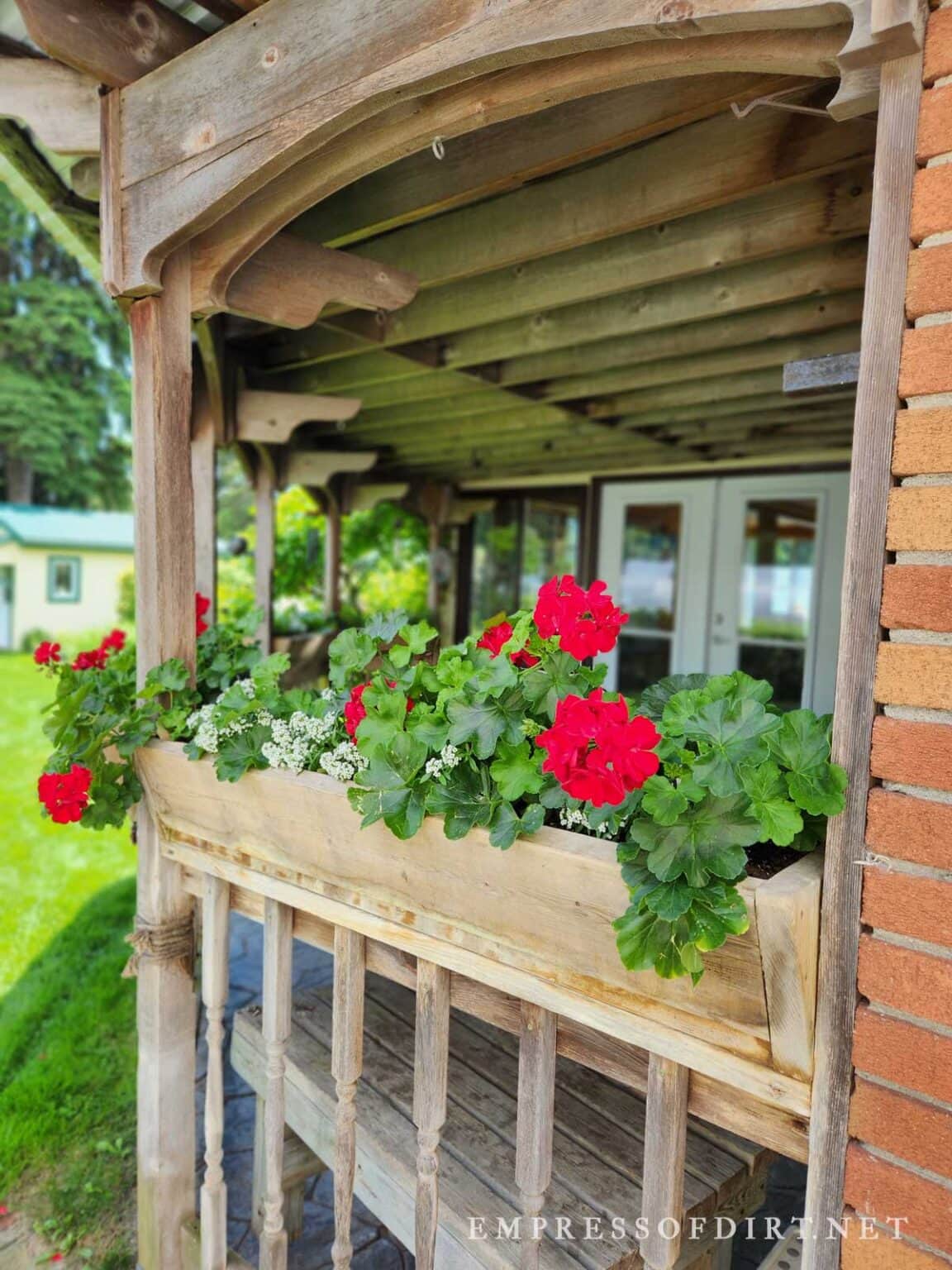 How to Grow Geraniums Indoors as Houseplants