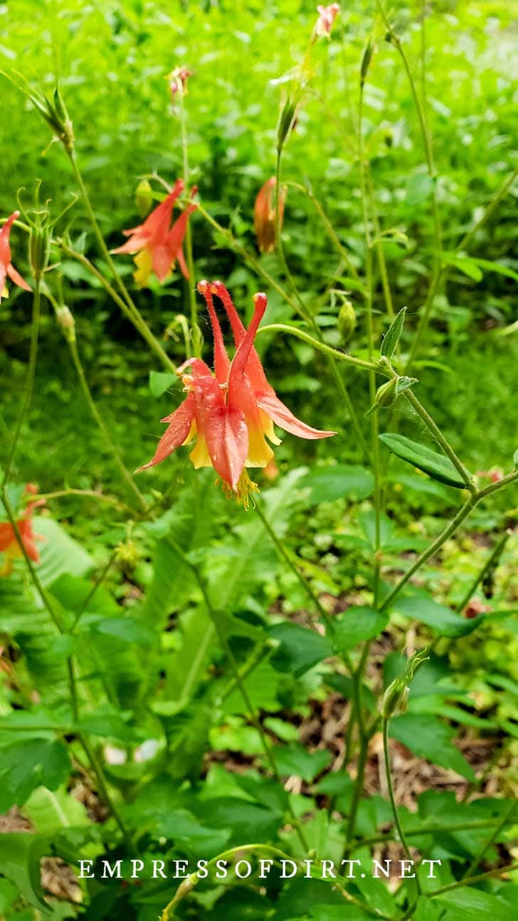 Plant Wisely: Choosing Non-Invasive Options for Your Garden