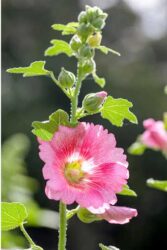 Hollyhock Rust: What it Looks Like & How to Deal With It — Empress of Dirt