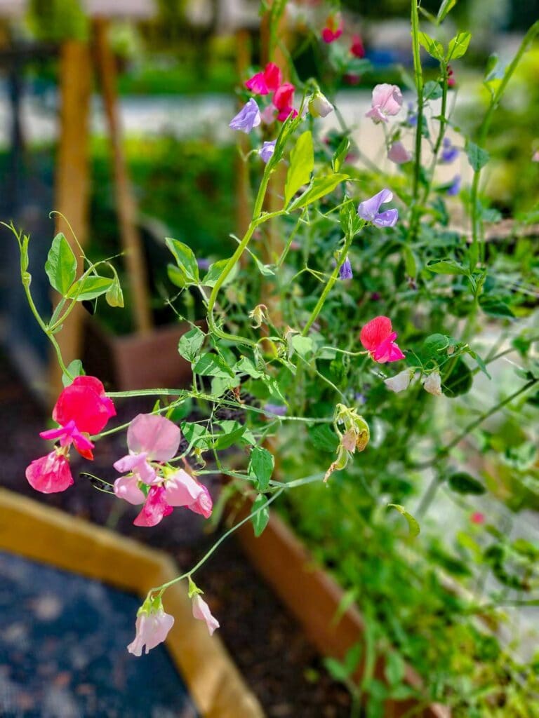 How to Grow Sweet Pea Flowers & What to Avoid