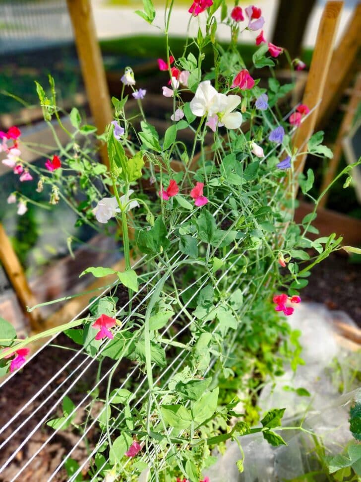 How to Grow Sweet Pea Flowers & What to Avoid