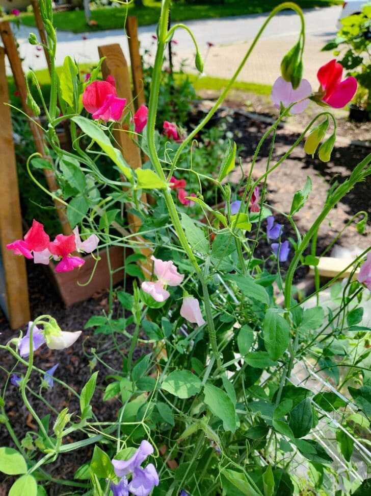 How to Grow Sweet Pea Flowers & What to Avoid
