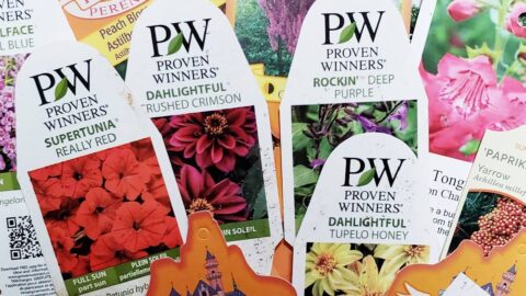 Plant Patents & Trademarks: What It Means For Home Gardeners — Empress ...