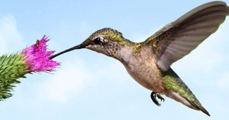 Do You Know Hummingbirds? Take the Quiz and Find Out! — Empress of Dirt