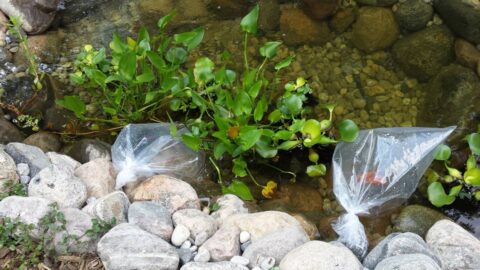 How to Add Fish to a Backyard Garden Pond — Empress of Dirt