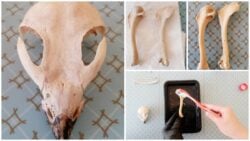 How to Clean Animal Bones for Display — Empress of Dirt