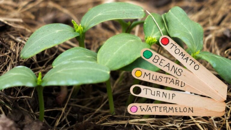 A Complete Guide to DIY Plant Tags & Markers