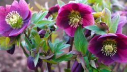 Perennial Flower Bloom Times From Spring to Fall