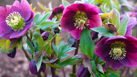 Perennial Flower Bloom Times From Spring to Fall