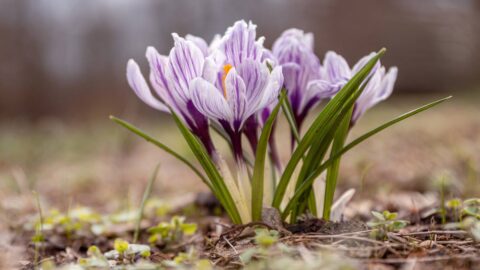 20 Flower Bulbs to Plant in Fall for Spring & Summer Blooms