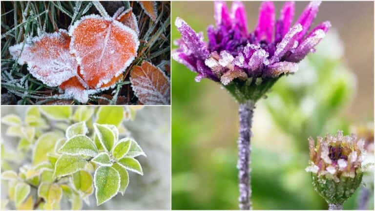 Understanding Frosts & Freezing: What Gardeners Need to Know