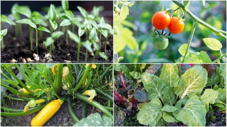 2025 Spring Gardening Checklist (Free Printable)