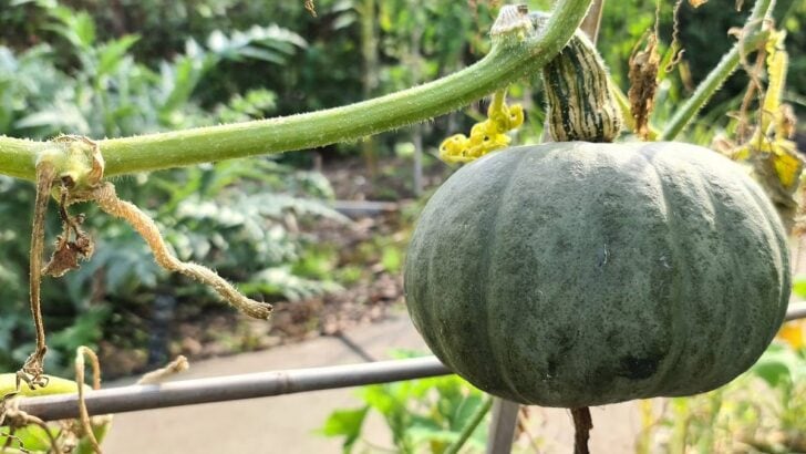 When to Pick Winter Squash — Empress of Dirt