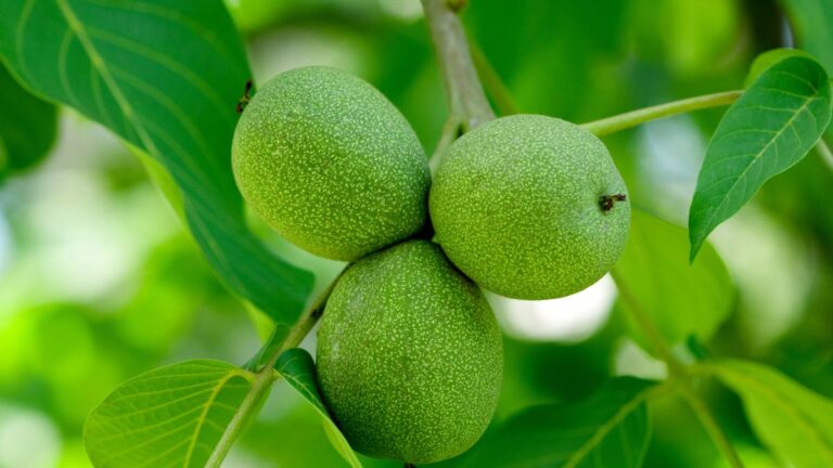 How to Grow an Oak Tree From an Acorn (Step By Step)
