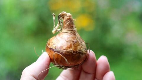 How Nature Tells Us It's Fall Bulb Planting Time — Empress of Dirt