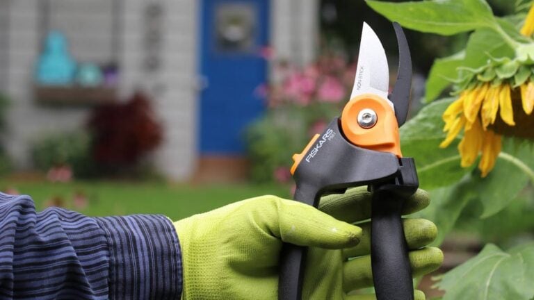 Fall Pruning Tips: What to Remove Now — Empress of Dirt