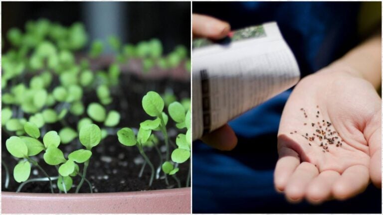 How to Choose the Right Seeds for Your Garden