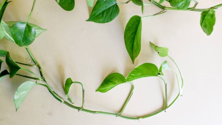 How to Propagate Sweet Potatoes to Grow New Slips