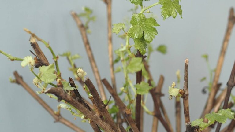How To Grow Hydrangea From Cuttings — Empress of Dirt
