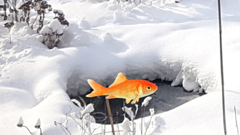 How to Winterize Your Fish Pond (6 Timely Tips)