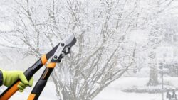 What to Prune in Winter (Trees, Shrubs, & Vines) — Empress of Dirt