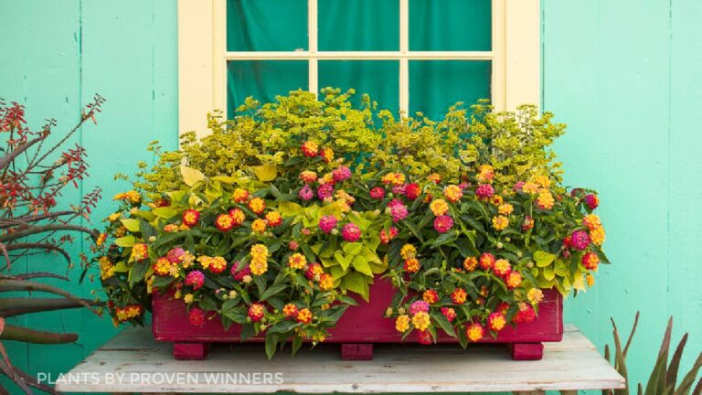 3 Plant Lists for Gorgeous Window Boxes