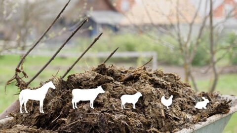 Using Biochar as a Soil Amendment (Pros and Cons)