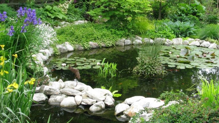 Backyard Ponds With Bridges (Pics From Home Gardens)