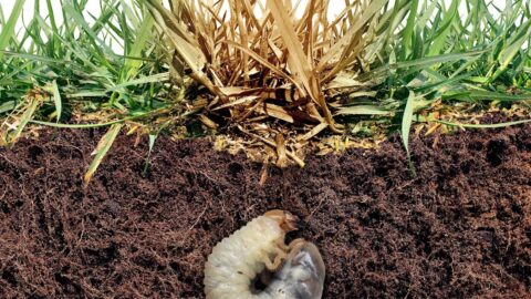 The Problem With Buying Beneficial Nematodes For Grub Control