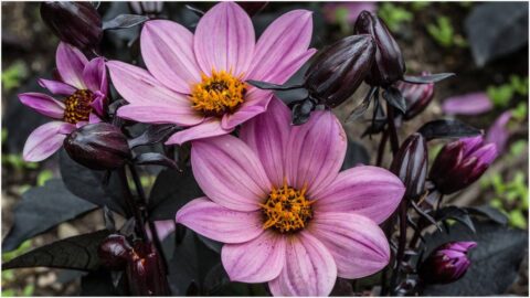 How to Write Botanical Plant Names (Tips For Gardeners)