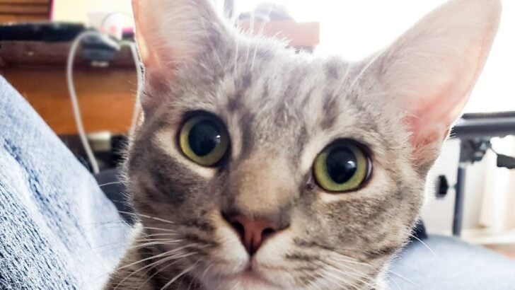 What to Buy Your New Cat (Beyond the Basics) — Empress of Dirt