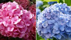 How to Change Hydrangea Flowers From Pink to Blue (or Vice Versa)