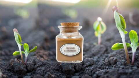 Is Cinnamon a Natural Fungicide? Garden Uses Versus Folklore