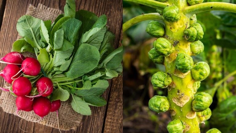 22 Vegetable Seeds to Direct Sow in Spring — Empress of Dirt