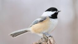 Make a Chickadee Nesting Box (Free Plans) — Empress of Dirt