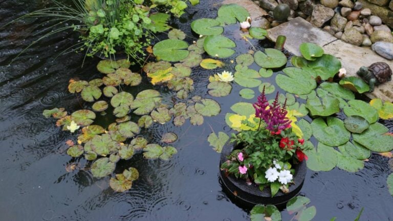 How to Make a Garden Pond in an Old Bathtub