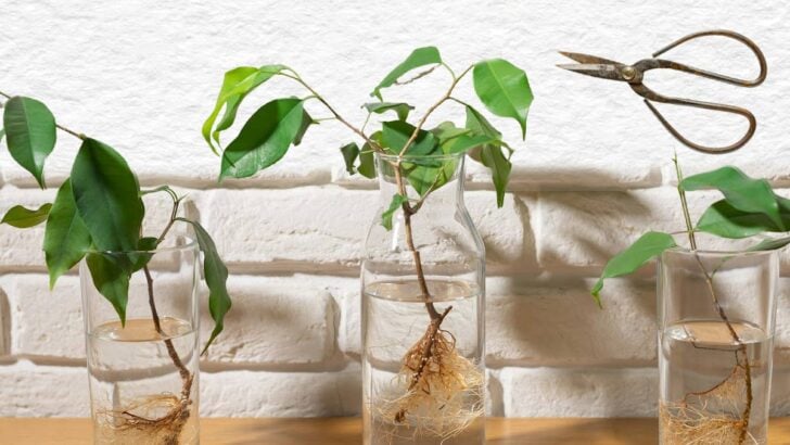 How to Propagate Sweet Potatoes to Grow New Slips