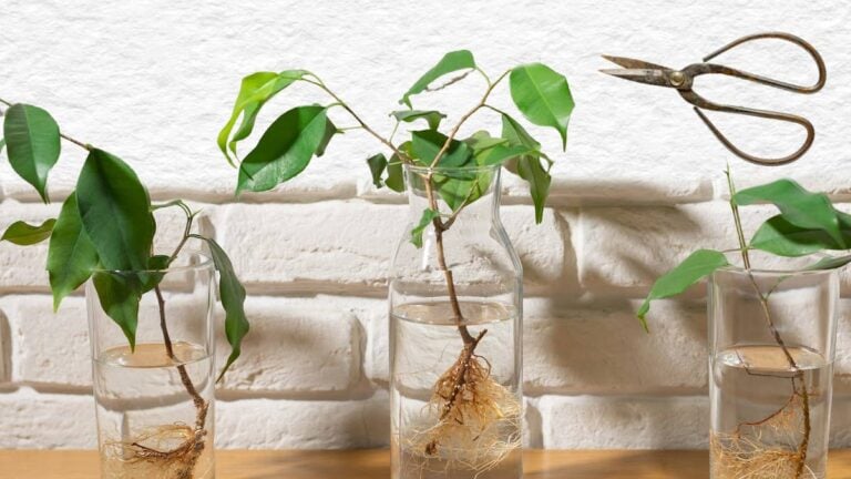 How to Propagate Sweet Potatoes to Grow New Slips