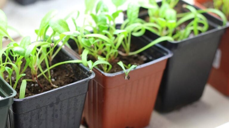 How To Grow Carrots Indoors At Home In Flower Pots