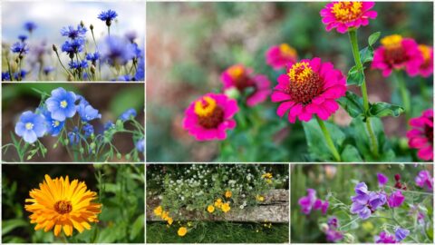 10 Spectacular Fast-Growing Flowers — Empress of Dirt