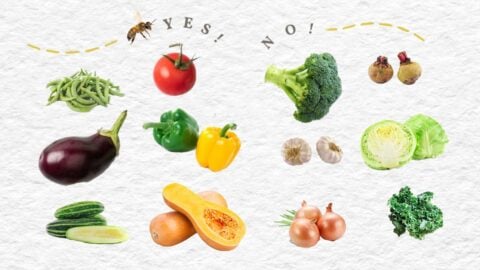 Bolting: Why Vegetable Plants Bolt & How to Deal With It